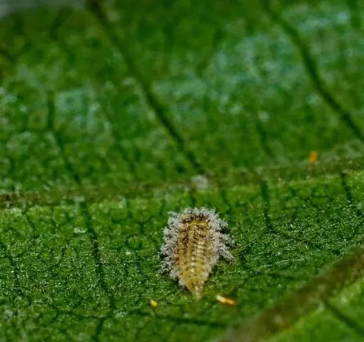 Canab Phyloxera: sharraxaadda sawirrada, halganka, hababka daaweynta, daawooyinka 1041_1