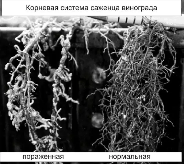 根瘤蚜葡萄：照片描述、斗争、治疗方法、药物 1041_2