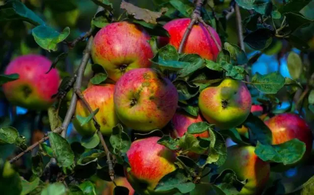 Apple-tree Bessemyanka Michurinskaya: ituaiga eseese, ata, totoina ma iloiloga 10420_4