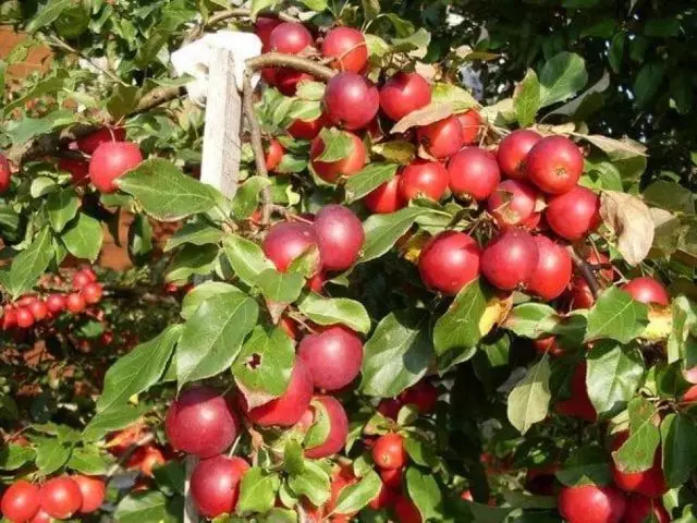 Apple-tree Kitayka Kerr: danasîna cûrbecûr, wêne, bilindahiya darê û nirxandin 10427_1