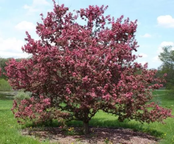 Kitayka Kerr Apple-tree: disgrifiad amrywiaeth, llun, uchder coed ac adolygiadau 10427_3