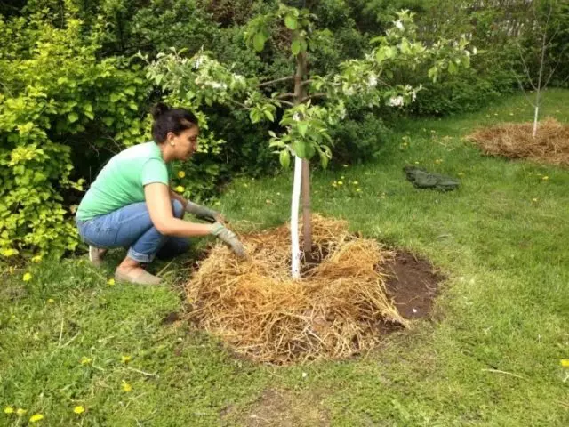 Apple-tree Kitayka Kerr: litlhaloso tse fapaneng, foto, bolelele ba lifate le litlhahlobo 10427_4