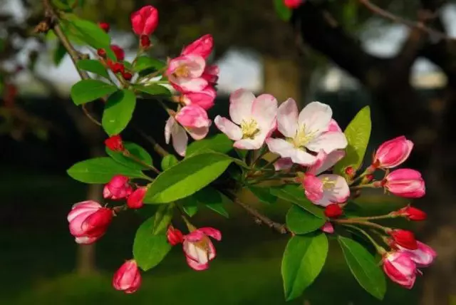 Appelboom Kitayka Kerr: verskeidenheidbeskrywing, foto, boomhoogte en resensies 10427_5