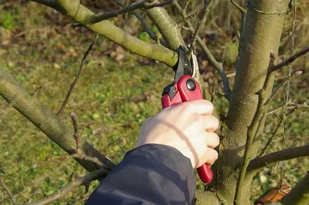 Snoei 'n appelboom in Siberië in die herfs vir beginners 10430_1