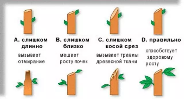 Ho faola sefate sa apole Siberia nakong ea hoetla bakeng sa ba qalang 10430_12