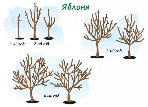 Snoei 'n appelboom in Siberië in die herfs vir beginners 10430_15