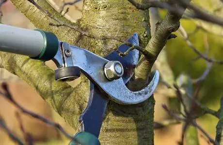 Snoei 'n appelboom in Siberië in die herfs vir beginners 10430_2