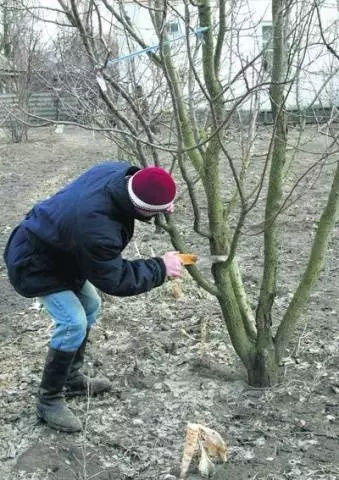 Snoei 'n appelboom in Siberië in die herfs vir beginners 10430_3