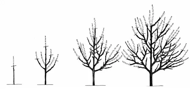 Snoei 'n appelboom in Siberië in die herfs vir beginners 10430_5