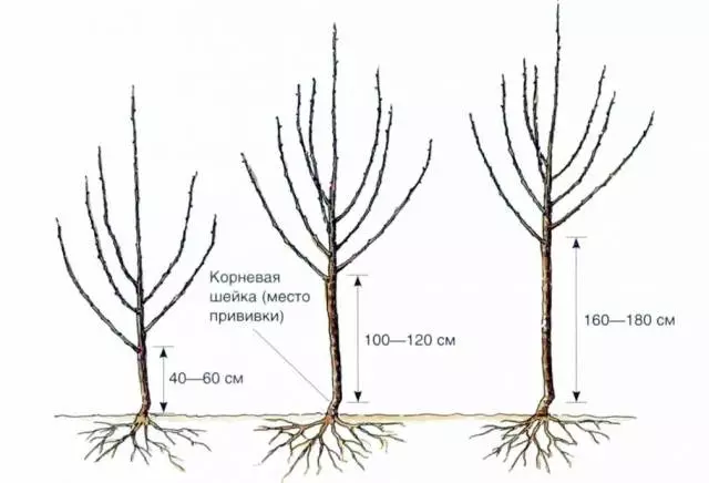 Snoei 'n appelboom in Siberië in die herfs vir beginners 10430_6