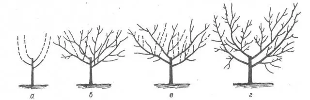 Snoei 'n appelboom in Siberië in die herfs vir beginners 10430_7