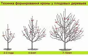 Pruning tangkal apel ngora dina usum gugur + video pikeun pamula 10432_11