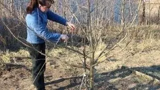 Pruning wit apel sing enom nalika musim gugur + video kanggo pamula 10432_13