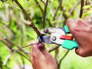 Pruning wit apel sing enom nalika musim gugur + video kanggo pamula 10432_3