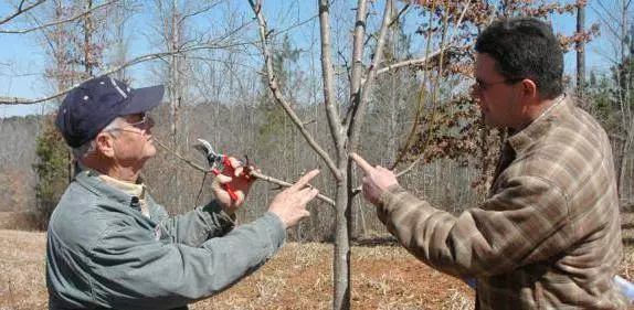 Pruning tangkal apel ngora dina usum gugur + video pikeun pamula 10432_4