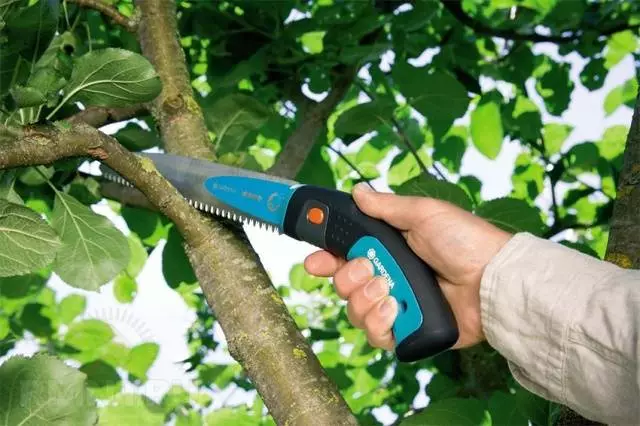 Pruning tangkal apel ngora dina usum gugur + video pikeun pamula 10432_8