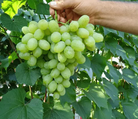 Anggur Grapes kanggo Zaporozhye: katrangan babagan macem-macem, foto, ulasan, video, karakteristik, periode masak 10448_2