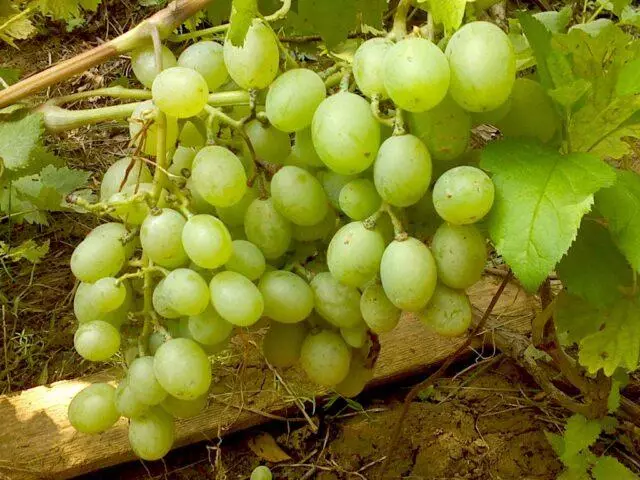 Anggur Grapes kanggo Zaporozhye: katrangan babagan macem-macem, foto, ulasan, video, karakteristik, periode masak 10448_5