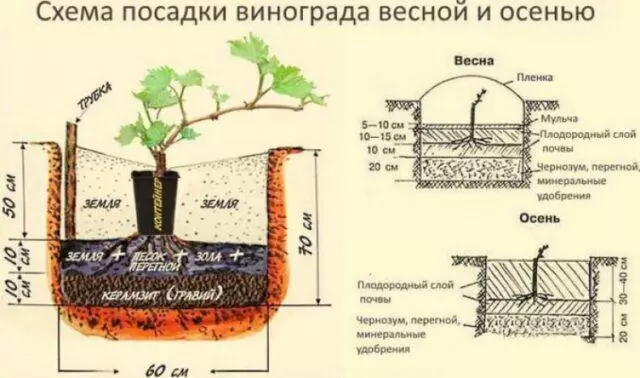 Вінаград Дамскі пальчыкі: апісанне гатунку, фота, водгукі, каларыйнасць, склад, з костачкамі або без 10450_15