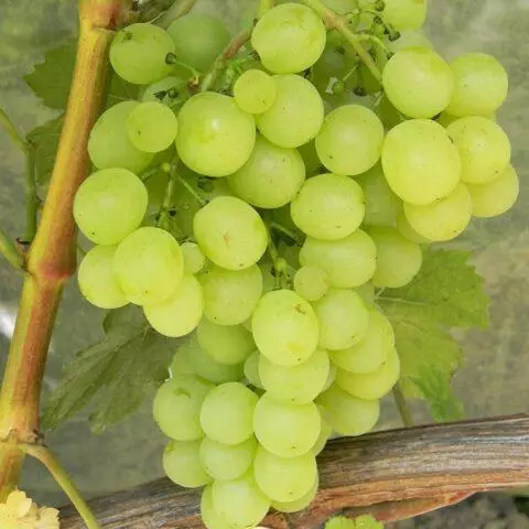 Muscat grape varieties with description and photo 10455_12