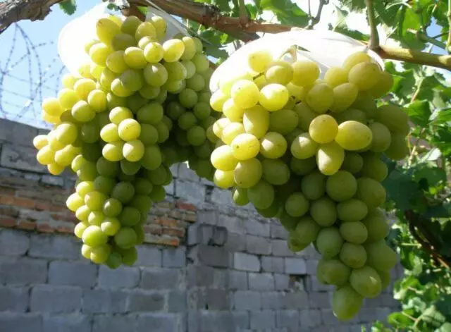 Muscat grape varieties with description and photo 10455_14