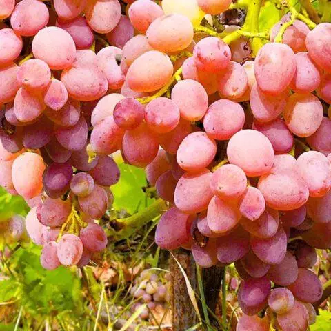 Muscat grape varieties with description and photo 10455_3