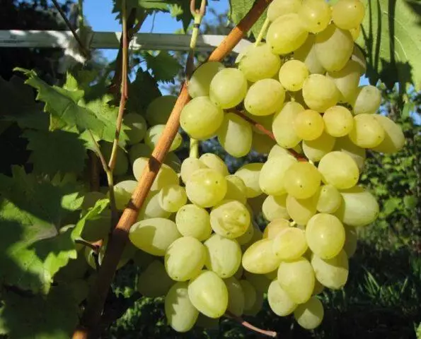 Muscat grape varieties with description and photo 10455_5