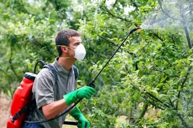 Przetwarzanie wiśni na wiosnę z chorób i szkodników: kiedy i jak przetwarzać 10458_19