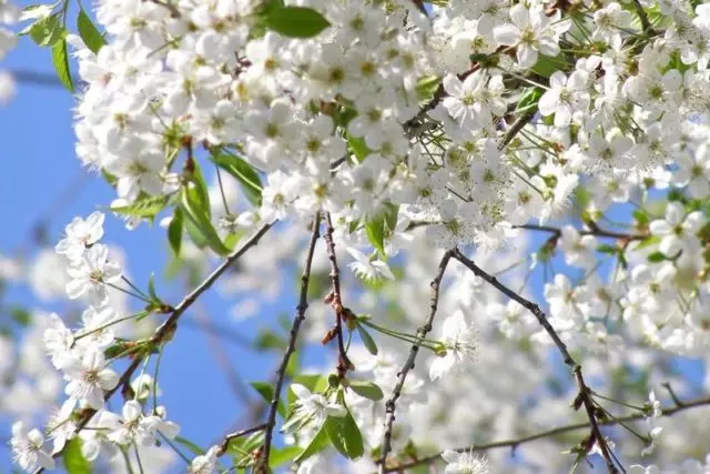 Processing cherries in the spring from diseases and pests: when and how to process 10458_21