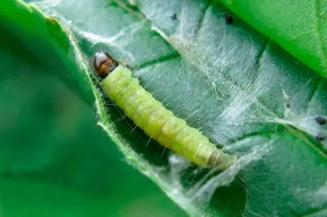 Caterpillars on roses: ວິທີການປຸງແຕ່ງ, ສິ່ງທີ່ຕ້ອງເຮັດ, ລາຍລະອຽດພ້ອມຮູບພາບ