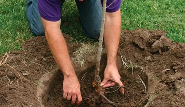 Sadnja trešanja u jesen: kada i kako saditi, trebate li orezivati, priprema jama 10461_2