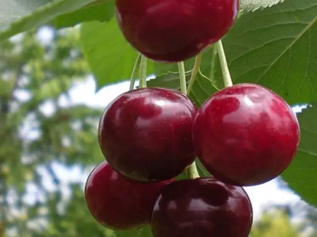 Cherry Podbelskaya: rupa pedaran, poto, ulasan, pollinator 10462_1