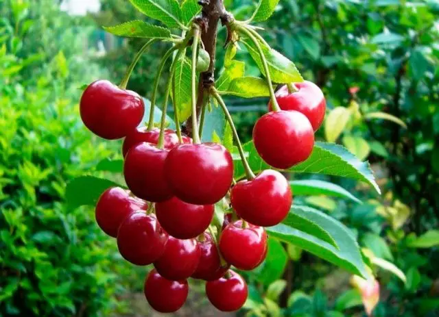 Cherry Podbelskaya: ລາຍລະອຽດແນວພັນ, ຮູບພາບ, ບົດວິຈານ, ປະສົມເກສອນ 10462_10