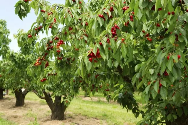 Cherry Podbelskaya: rupa pedaran, poto, ulasan, pollinator 10462_11