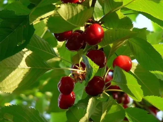 Cherry Podbelskaya: rupa pedaran, poto, ulasan, pollinator 10462_16