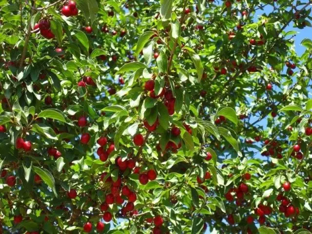 Cherry Podbelskaya: rupa pedaran, poto, ulasan, pollinator 10462_5