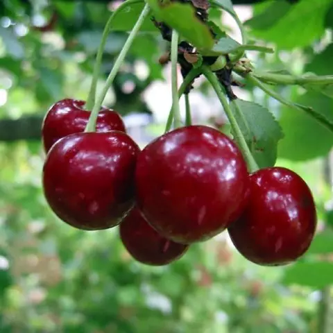 Cherry Bogatyrka: beskrivelse av sorten, anmeldelser av sommerboere, blomstringstid 10463_1