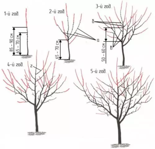 Cherry Bogatyrka: beskrivelse af sorten, anmeldelser af sommerboere, blomstringstid 10463_11