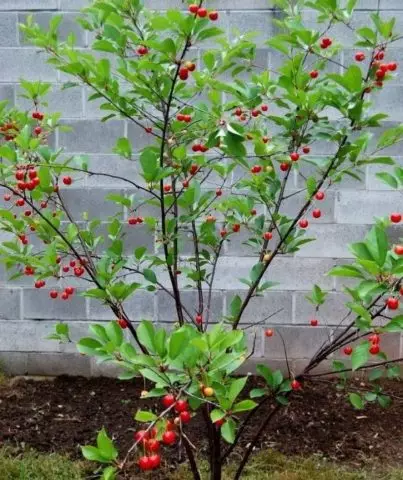 Cherry Bogatyrka: beskrivelse av sorten, anmeldelser av sommerboere, blomstringstid 10463_2