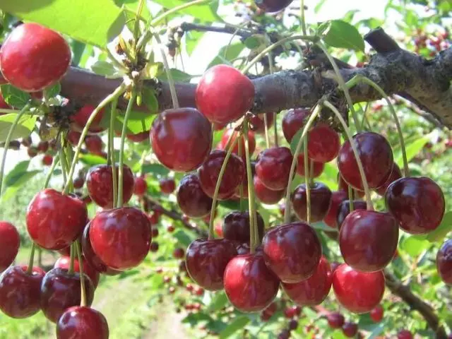 Cherry Bogatyrka: beskrivelse av sorten, anmeldelser av sommerboere, blomstringstid 10463_3