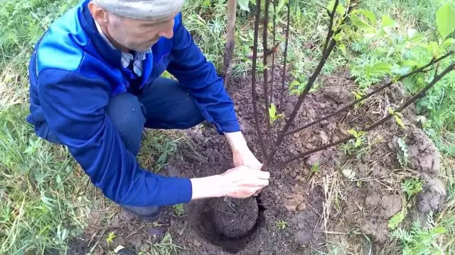 Cherry Bogatyrka: veislės aprašymas, vasaros gyventojų apžvalgos, žydėjimo laikas 10463_4