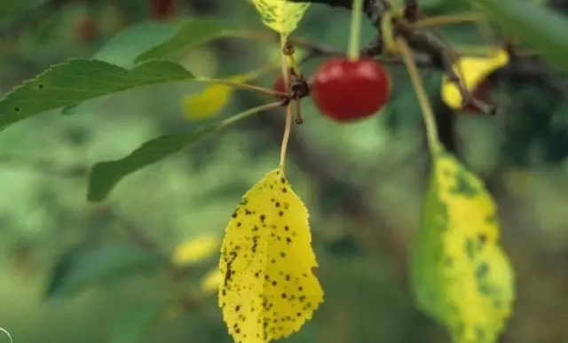 Cherry Bogatyrka៖ ការពិពណ៌នាអំពីពូជការពិនិត្យឡើងវិញរបស់អ្នករស់នៅរដូវក្តៅពេលវេលាចេញផ្កា 10463_6