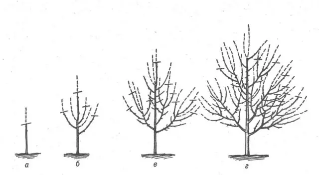 Cherry Bystrinka: foto y descripción de la variedad, características, características de cultivo. 10465_10