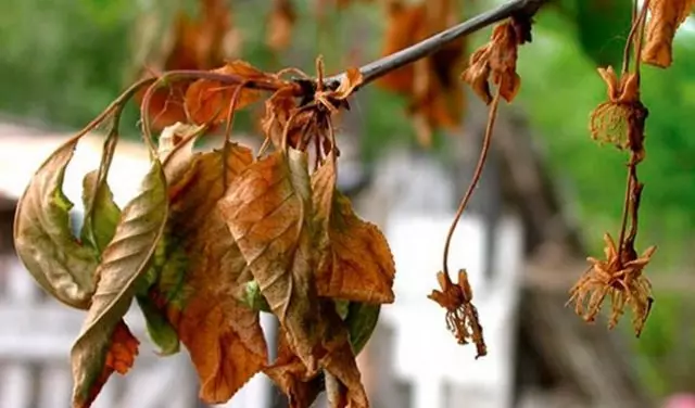 Cherry Bystrinka: fotosurati va xilma -xilligi, xususiyatlari, etishtirish xususiyatlari 10465_21