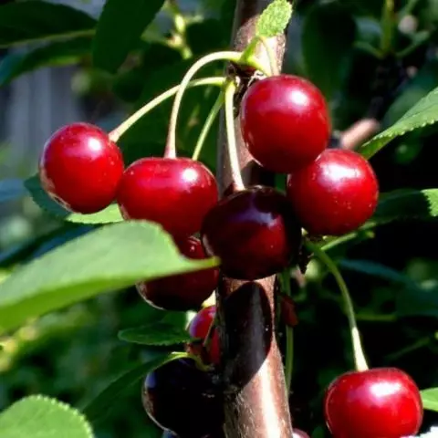 Cherry Bystrinka: foto y descripción de la variedad, características, características de cultivo. 10465_3