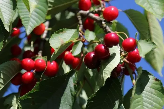 Cherry Bystrinka: ritratt u deskrizzjoni tal-varjetà, il-karatteristiċi, il-karatteristiċi tal-kultivazzjoni 10465_4