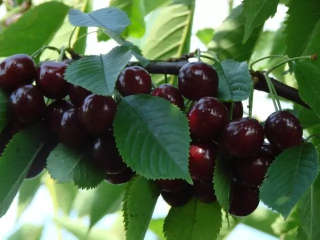 Cherry Bystrinka: ifoto nibisobanuro bitandukanye, ibiranga, ibiranga ubuhinzi 10465_5