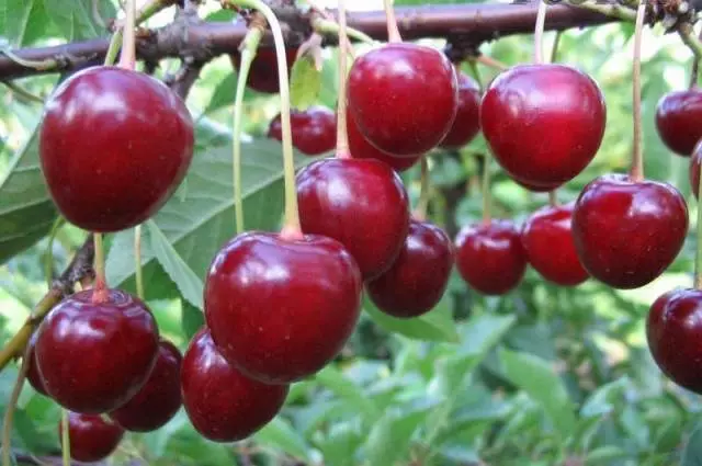 Cherry Volochaevka: وصف متنوع ، صور ، استعراض 10469_1