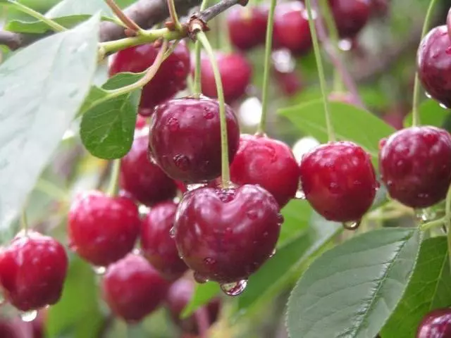 Cherry Volochaevka: وصف متنوع ، صور ، استعراض 10469_2