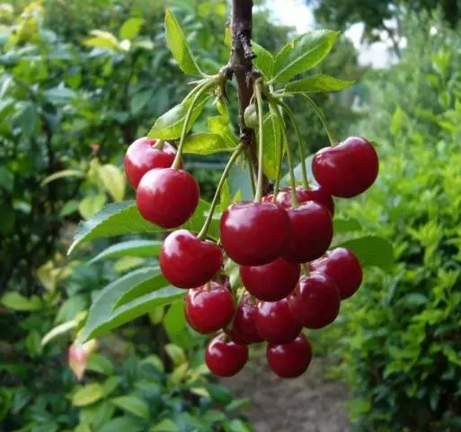 Cherry Volochaevka: rasbeschrijving, foto's, beoordelingen 10469_3